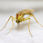 Insects That Start With The Letter ‘N’ - EngDic