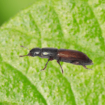 Insects That Start With The Letter ‘N’ - EngDic