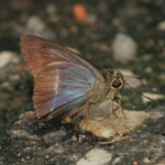 Insects That Start With The Letter ‘N’ - EngDic