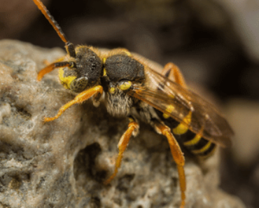 Insects That Start With The Letter ‘H’ - EngDic