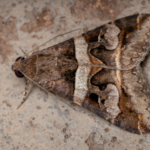 Insects That Start With The Letter ‘O’ - EngDic