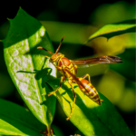 Insects That Start With The Letter ‘P’ - EngDic