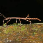 Insects That Start With The Letter ‘P’ - EngDic