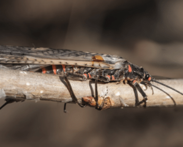 Insects That Start With The Letter ‘U’ - EngDic