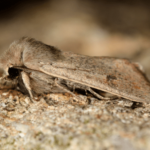 Insects That Start With The Letter ‘Q’ - EngDic