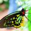 Insects That Start With The Letter ‘Q’ - EngDic