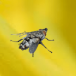 Insects That Start With The Letter ‘U’ - EngDic