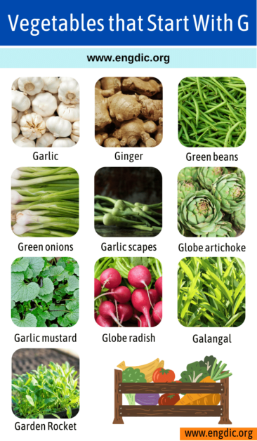 List of Vegetables That Start With G - EngDic