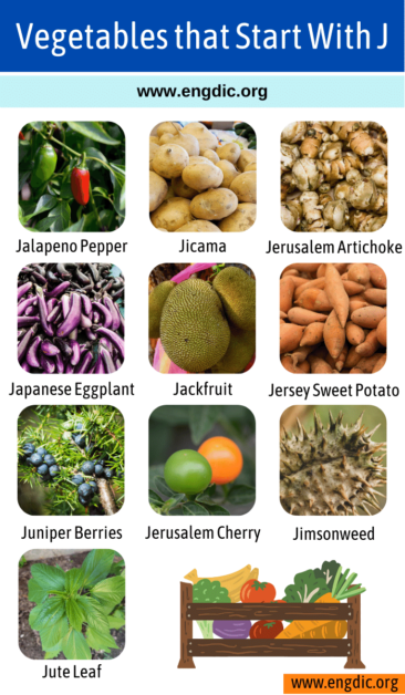 List of Vegetables That Start With J - EngDic