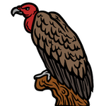 Sounds of Birds in English – List of Birds Cries - EngDic
