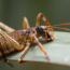 8 Insects That Start With The Letter ‘W’ - EngDic