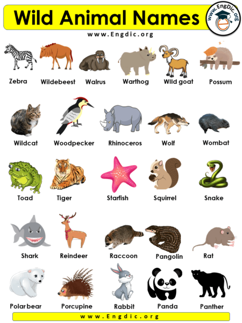 20 Wild Animals Names List With Pictures - EngDic