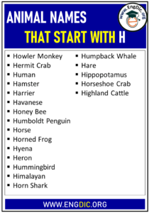 100+ Animals That Start with H | Animal Names That Starts with H - EngDic