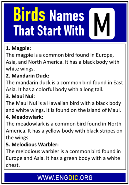 100+ Birds Names that Start With M - EngDic
