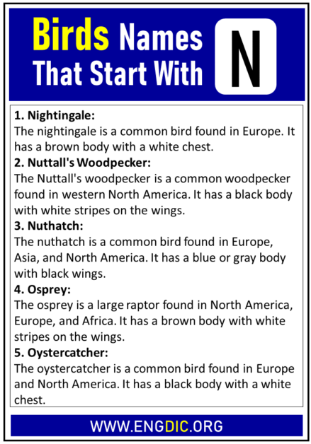 100+ Birds Names that Start With N - EngDic