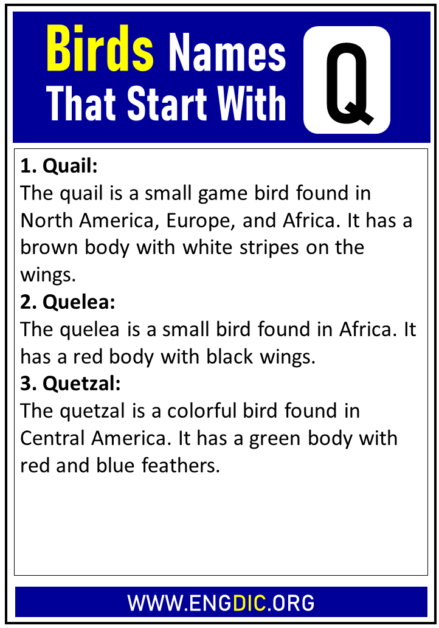 Birds Names that Start With Q and Pictures - EngDic