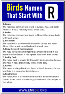 100+ Birds Names that Start With R - EngDic