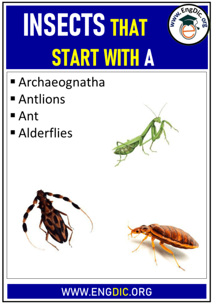 Insects That Start With The Letter ‘A’ - EngDic