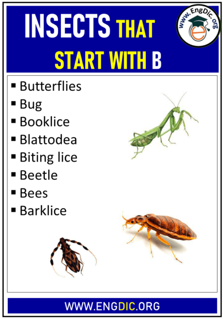 Insects That Start With The Letter ‘B’ - EngDic