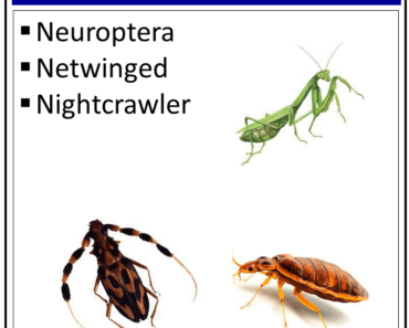 220 Nouns that Start With J - EngDic