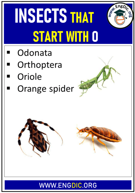 Insects That Start With The Letter ‘O’ - EngDic
