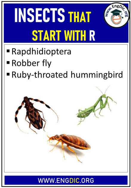 Insects That Start With The Letter ‘R’ - EngDic