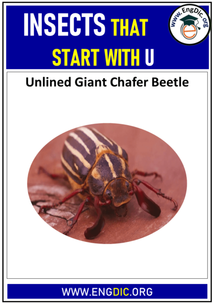 Insects That Start With The Letter ‘U’ - EngDic
