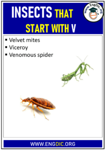 Insects That Start With The Letter ‘V’ - EngDic