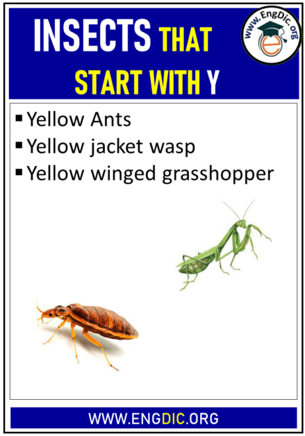 Insects That Start With The Letter ‘Y’ - EngDic