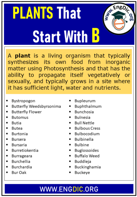 1000+ Plants That Start With B (Complete List) - EngDic