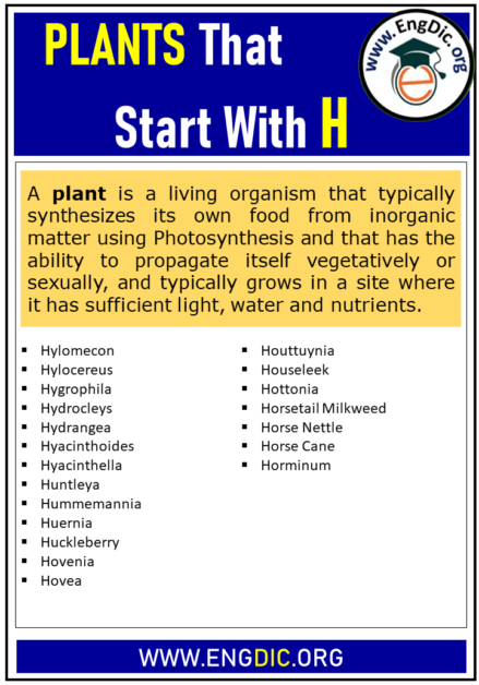 1000+ Plants That Start With H (Complete List) - EngDic