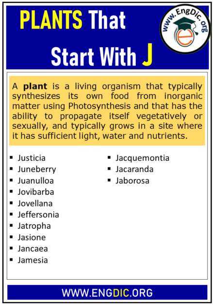350+ Plants That Start With J (Complete List) - EngDic