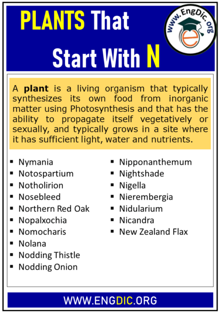 500+ Plants That Start With N (Complete List) - EngDic