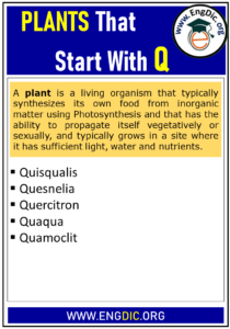 150 Plants That Start With Q (Complete List) - EngDic