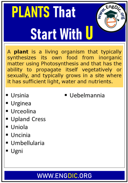 40 Plants That Start With U (Complete List) - EngDic
