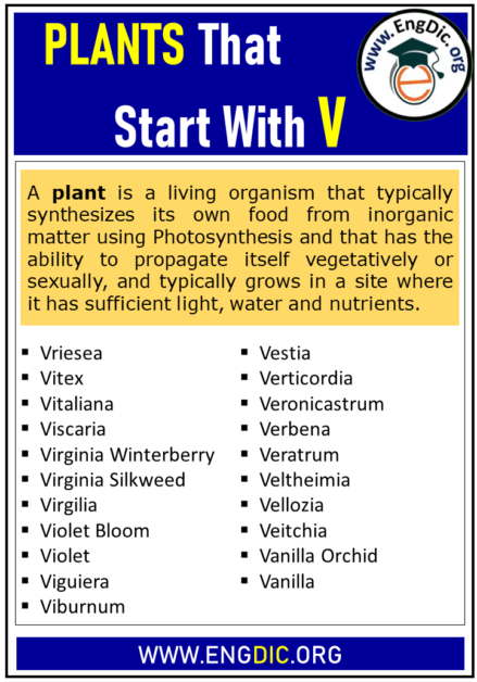 200+ Plants That Start With V (Complete List) - EngDic