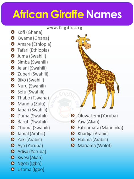300+ Giraffe Names: (Male, Female) & Baby Name For Giraffe - EngDic