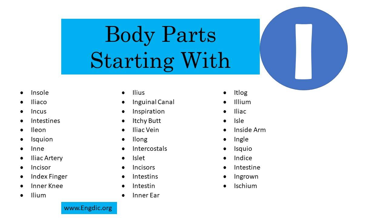 50+ Body Parts That Start With I - EngDic
