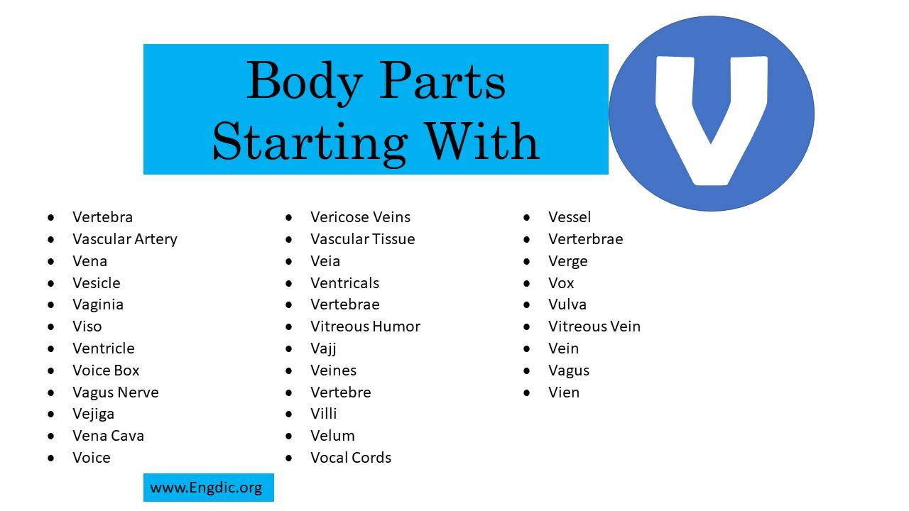 Body Parts That Start With V - EngDic