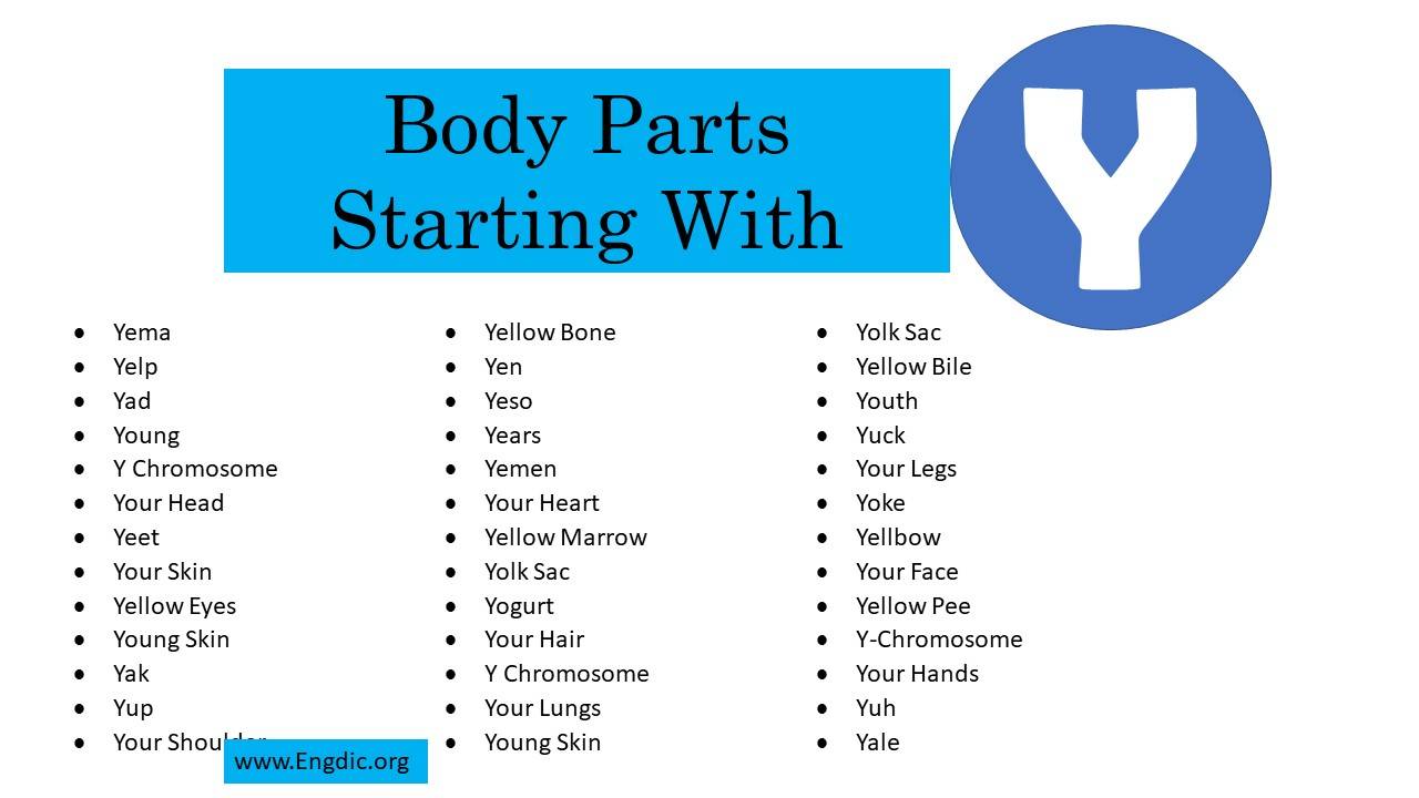 11 Body Parts That Start With Y EngDic