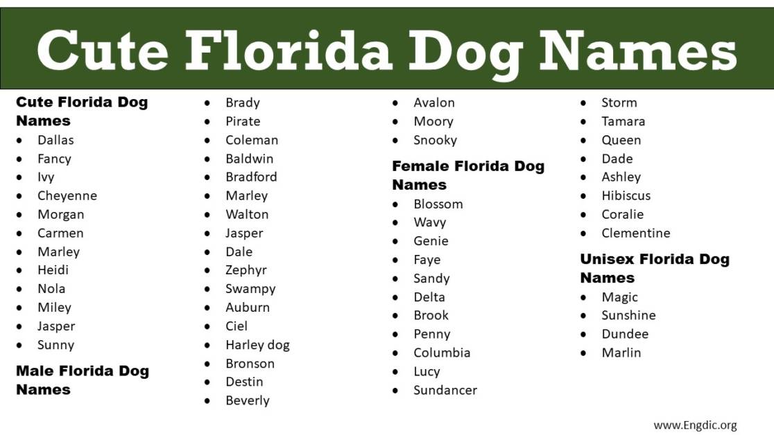 80+ Cute Florida Dog Names (Male, Female, Unisex) - EngDic