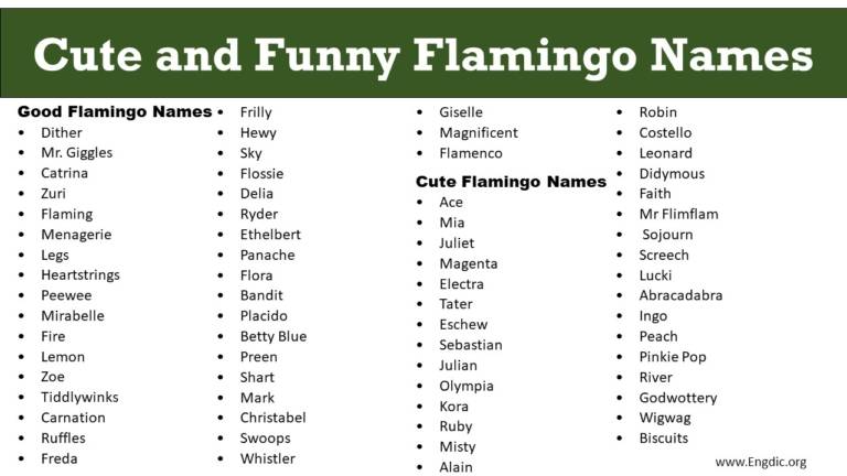 500+ Best & Creative Flamingo Names (Cool, Cute & Funny) - EngDic