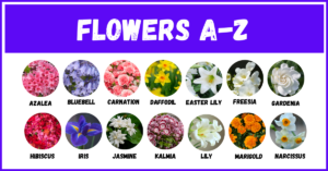 1000+ Flowers That Start With A to Z - EngDic