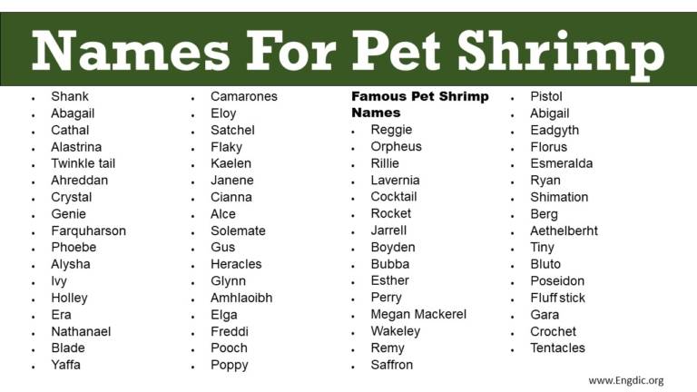 200+ Best Pet Shrimp Names (Cute and Funny) - EngDic
