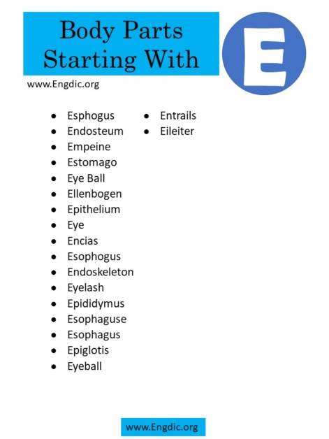 50+ Body Parts That Start With E - EngDic