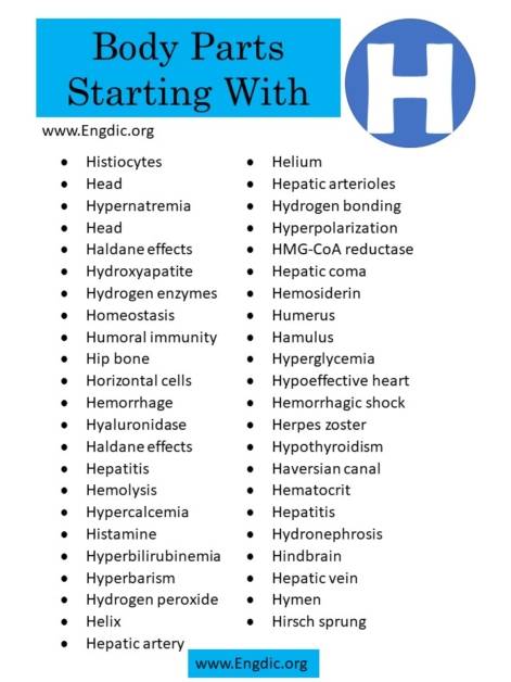 50+ Body Parts That Start With H - EngDic