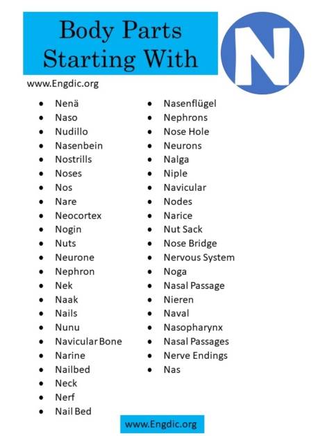 Body Parts That Start With N - EngDic