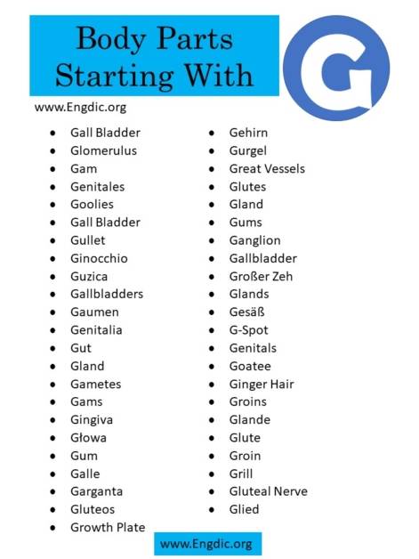 40+ Body Parts That Start With G - EngDic