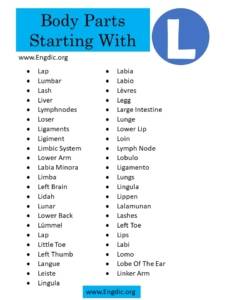 Body Parts That Start With L - EngDic