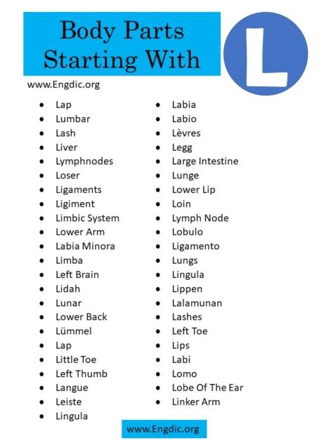Body Parts That Start With L - EngDic